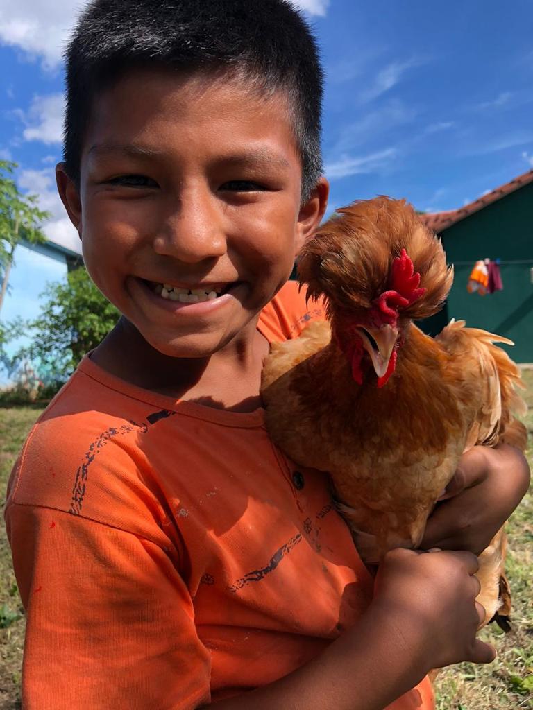 Feeding Hope: How Chickens and Black Soldier Flies are Transforming ...